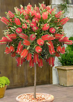 Home & Garden | Home Furnishings | Kaleidoscope