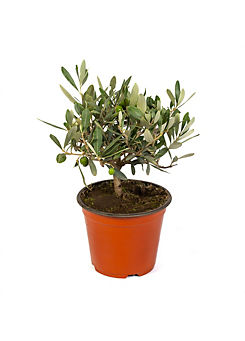 Home & Garden | Home Furnishings | Kaleidoscope