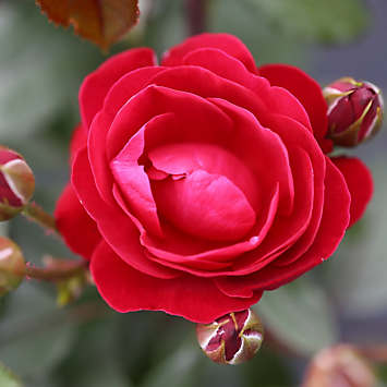 You Garden Rose Precious Ruby (3L Potted) | Kaleidoscope