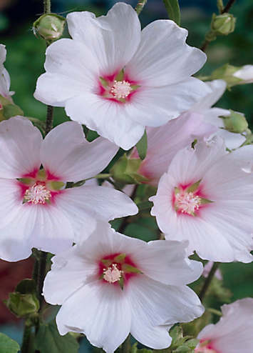 You Garden Tree Mallow Lavatera Barnsley Baby 3 x 9 cm Pots | Kaleidoscope