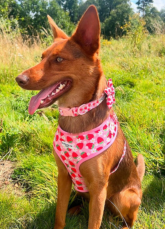 Cocopup Pupberry Fields Dog Collar | Kaleidoscope