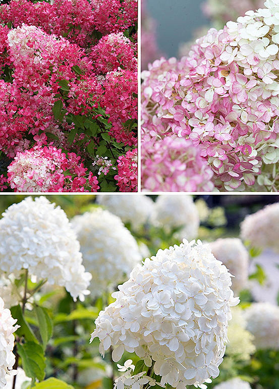 Hydrangea Paniculata Collection 3 x 9 cm Pots | Kaleidoscope