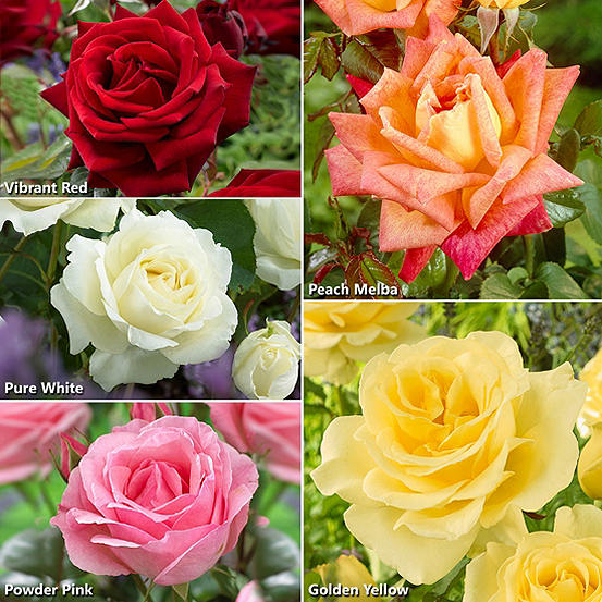 You Garden 5 Premium Quality Bare Root Bushes - The ’Best Ever’ Hybrid ...