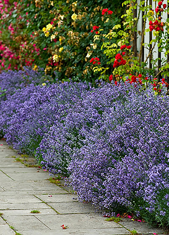 You Garden Lavender Munstead Set of 24 Plug Plants | Kaleidoscope