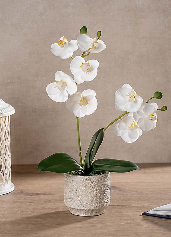 Mini orchid store
