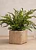 37cm Fern in Travertine Style Pot | Kaleidoscope