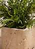 37cm Fern in Travertine Style Pot | Kaleidoscope