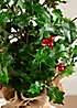 60cm Artificial Holly Tree with Hessian Base | Kaleidoscope