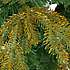 6ft - Green Christmas Tree with Gold Glitter Branch Tips | Kaleidoscope