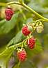 Premium Long Cane Set of 10 Raspberry Plants | Kaleidoscope