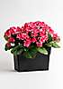 Scottish Everlastings Ltd UV Geranium Trough | Kaleidoscope