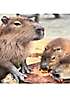 Virgin Experience Days Capybara Encounter For Two At Millets Wildside ...