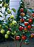 You Garden 1.2 Metre Tall Bare Root ’Duo’ Fruit Apple Tree | Kaleidoscope