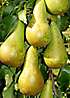 You Garden 1.2 Metre Tall Bare Root ’Duo’ Fruit Pear Tree | Kaleidoscope