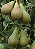 You Garden 1.2 Metre Tall Bare Root ’Duo’ Fruit Pear Tree | Kaleidoscope