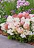 You Garden Hydrangea Groundbreaker Blush - 3 x 14cm Pots | Kaleidoscope