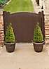 You Garden Pair of Box Topiary - Buxus sempervirens Pyramid Tall Potted ...