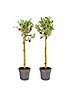 You Garden Pair of Olive Tree Standards with Hessian Wrapped Pots ...