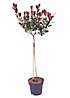 You Garden Photinia Red Robin Standard Tree | Kaleidoscope