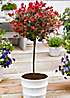 You Garden Photinia Red Robin Standard Tree | Kaleidoscope